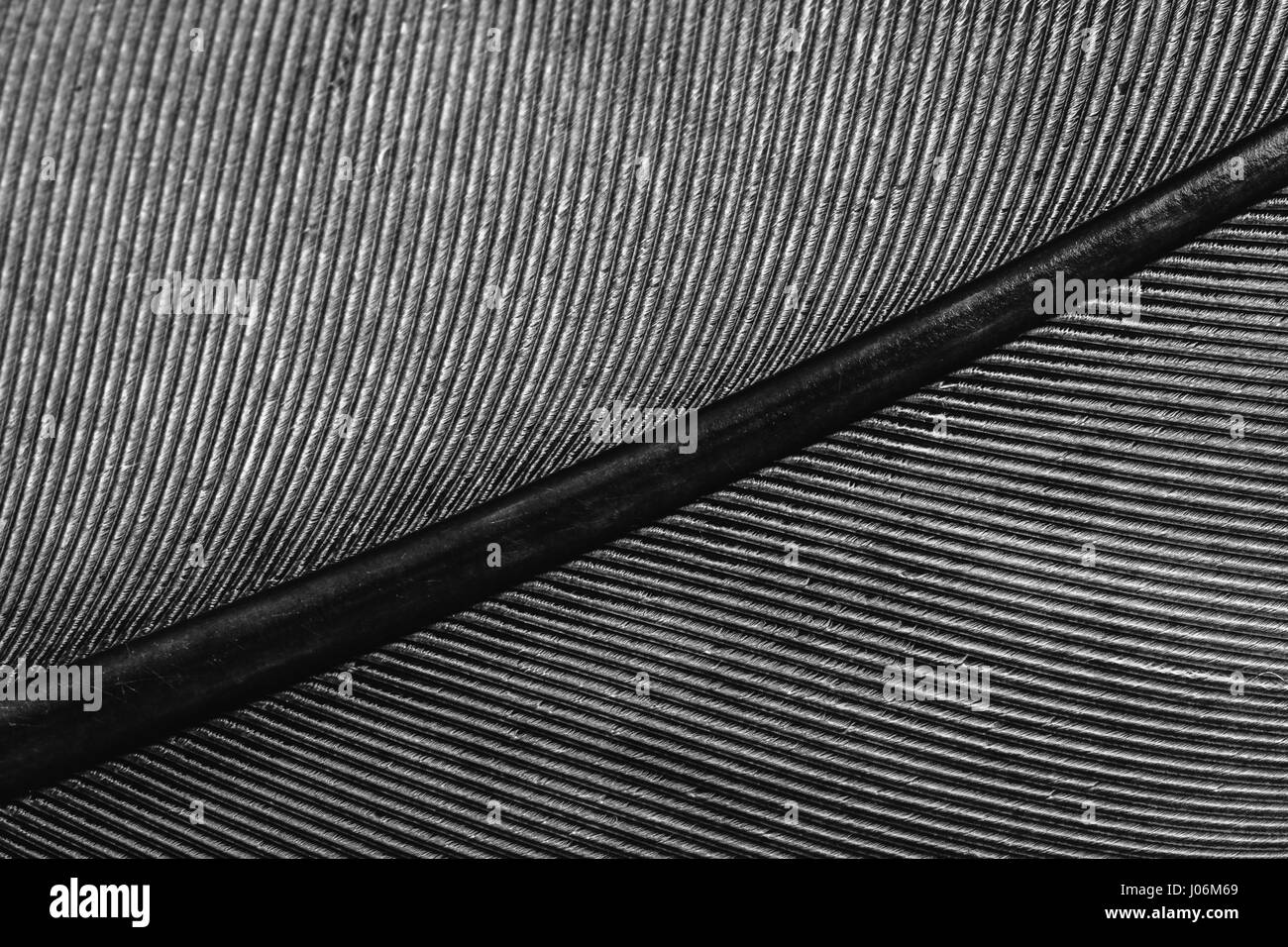 macro of a pigeon feather, lines on the feather Stock Photo - Alamy