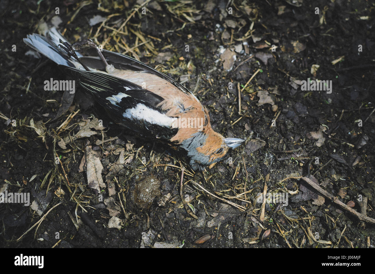dead jay bird on the ground, laying upside down Stock Photo - Alamy