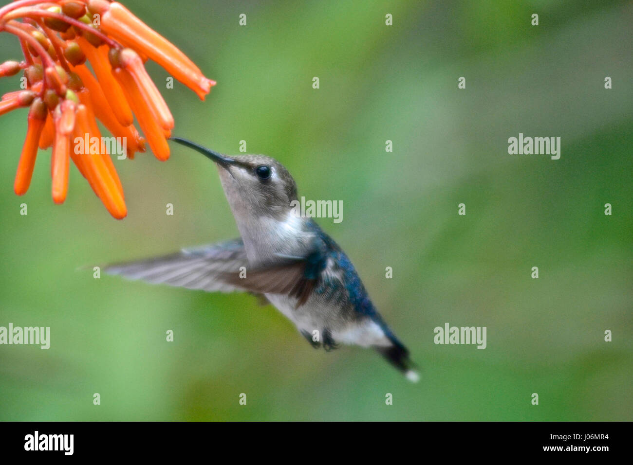 Bee hummingbird, Mellisuga helenae, the smallest bird in the world ...