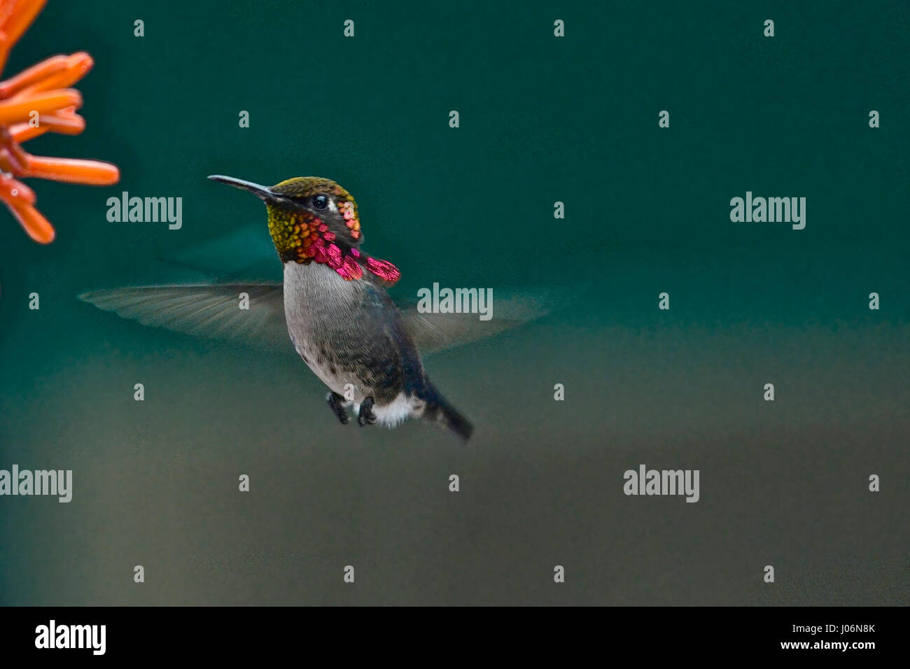 Bee hummingbird, Mellisuga helenae, the smallest bird in the world ...