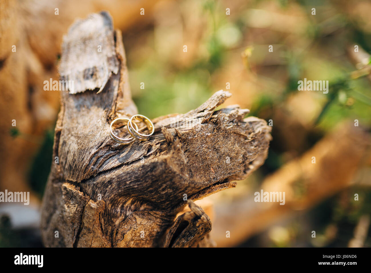 Wedding rings on a tree bark. Jewelry at the wedding Stock Photo - Alamy