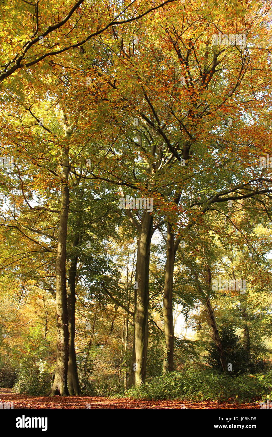 Autumn color palette hi-res stock photography and images - Alamy