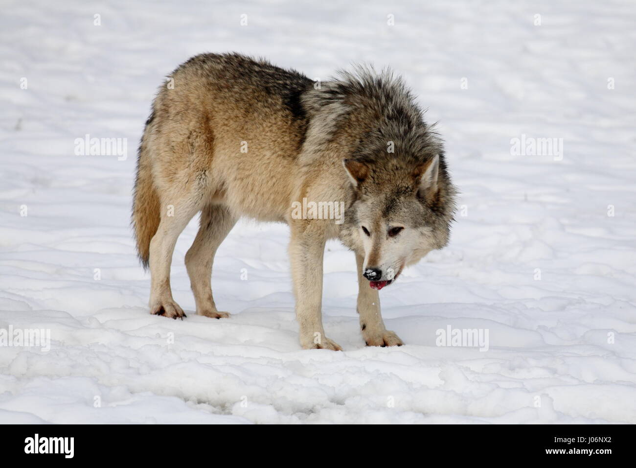 European Grey Wolf in the snow, with snow on nose Stock Photo - Alamy