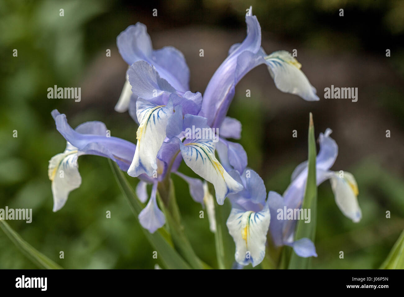 Juno Iris, Iris graeberiana " White Fall " in bloom Stock Photo - Alamy