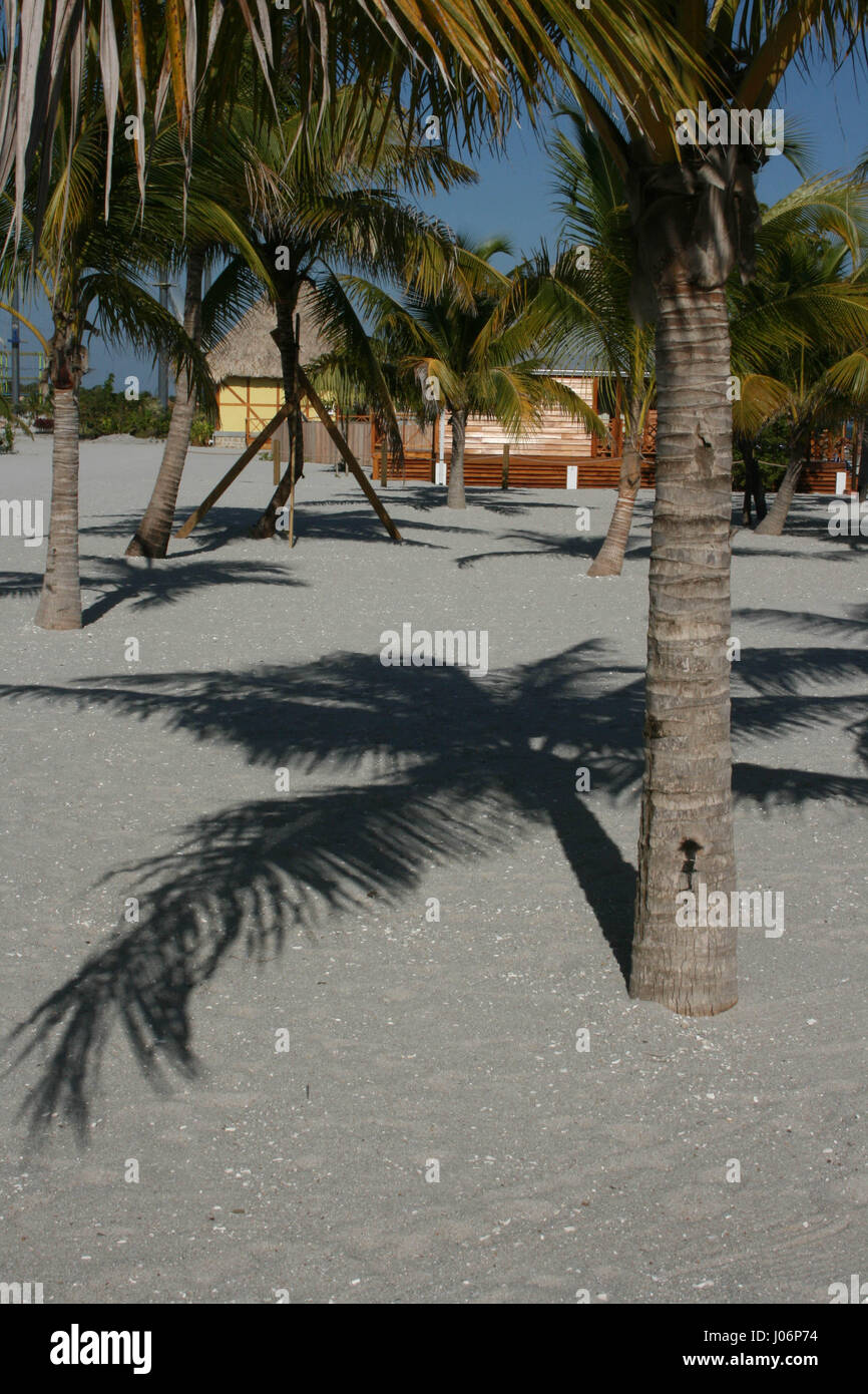 Palm Tree Shadows Stock Photo - Alamy