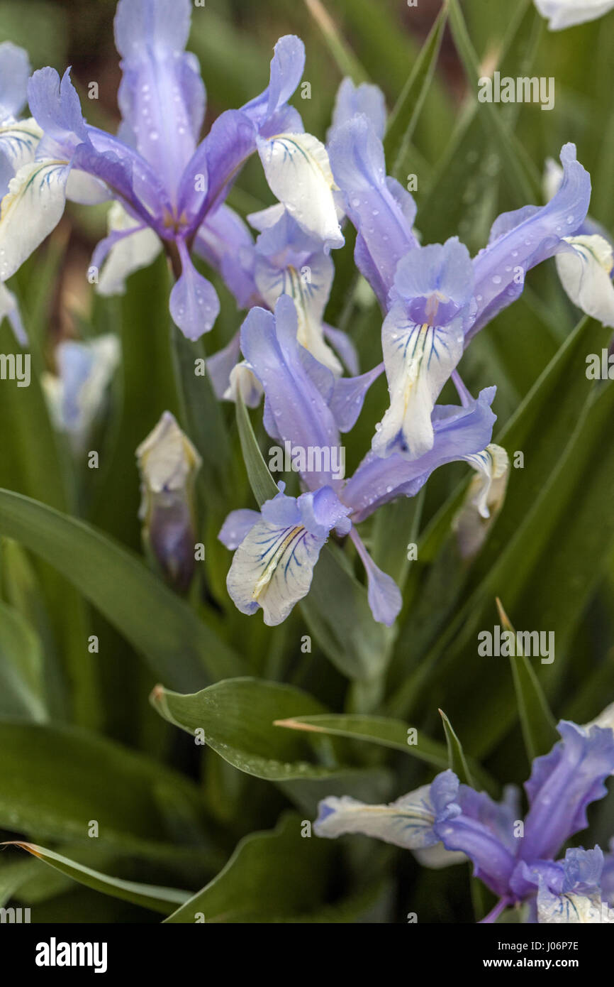 Juno Iris, Iris graeberiana " White Fall " in bloom Stock Photo - Alamy
