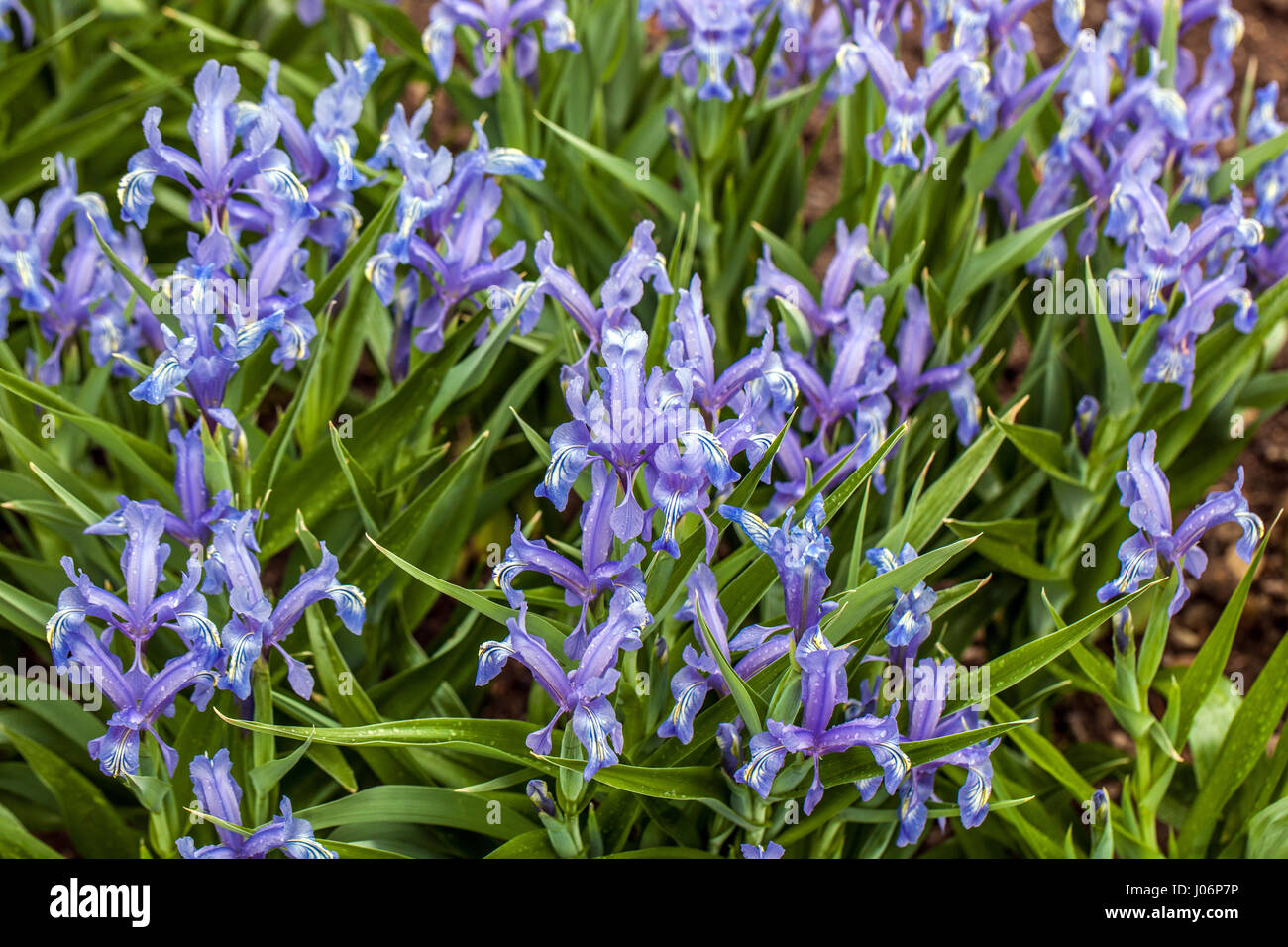 Juno Iris, Iris graeberiana in bloom Stock Photo - Alamy