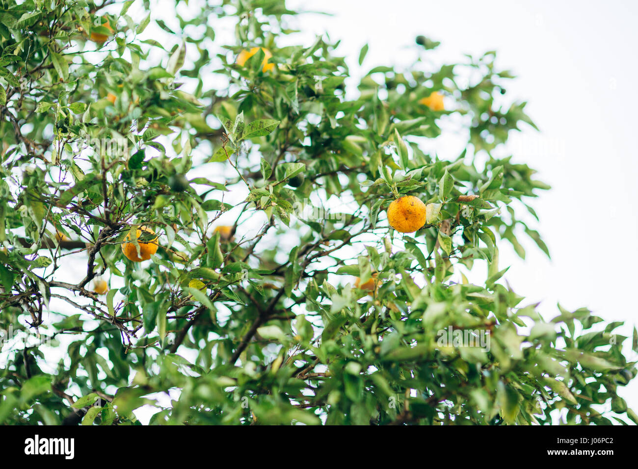 Orange tree. Close up shot of orange fruit on a tree branch Stock Photo ...