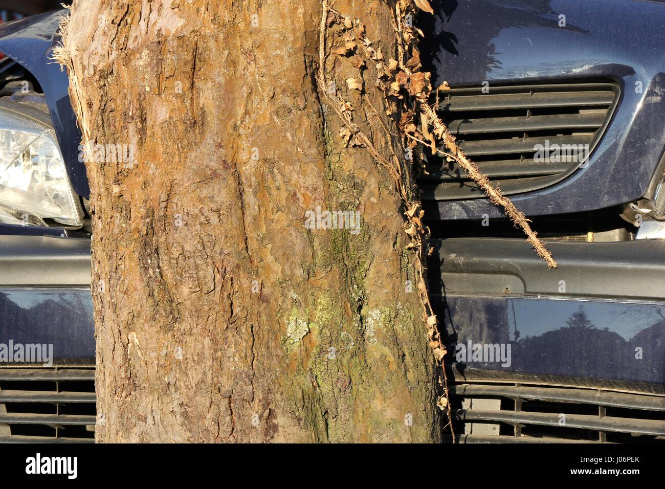Car Tree Crash High Resolution Stock Photography and Images - Alamy
