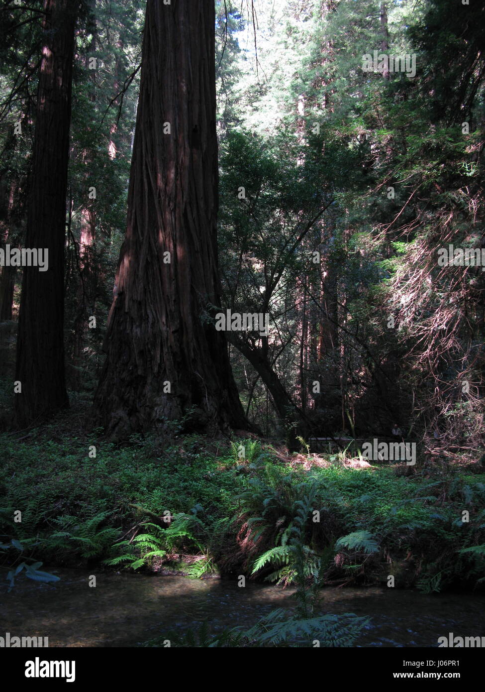 Redwood Trees, Muir Woods, California Stock Photo - Alamy