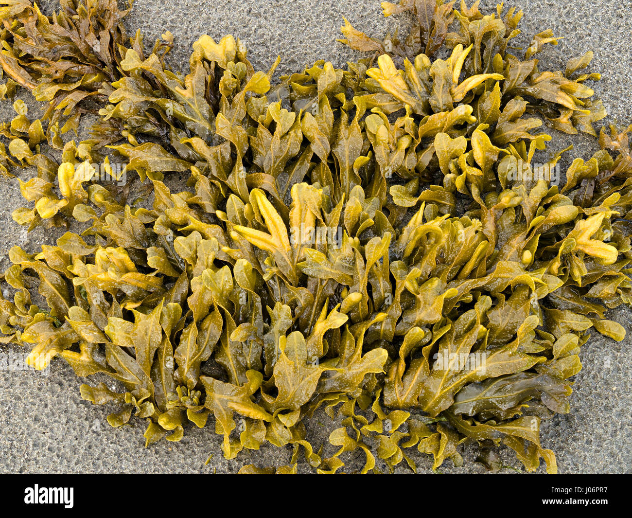 Spiral Wrack, Fucus spiralis seaweed, Scotland, UK Stock Photo - Alamy