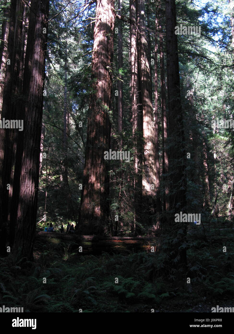 Redwood Trees, Muir Woods, California Stock Photo - Alamy