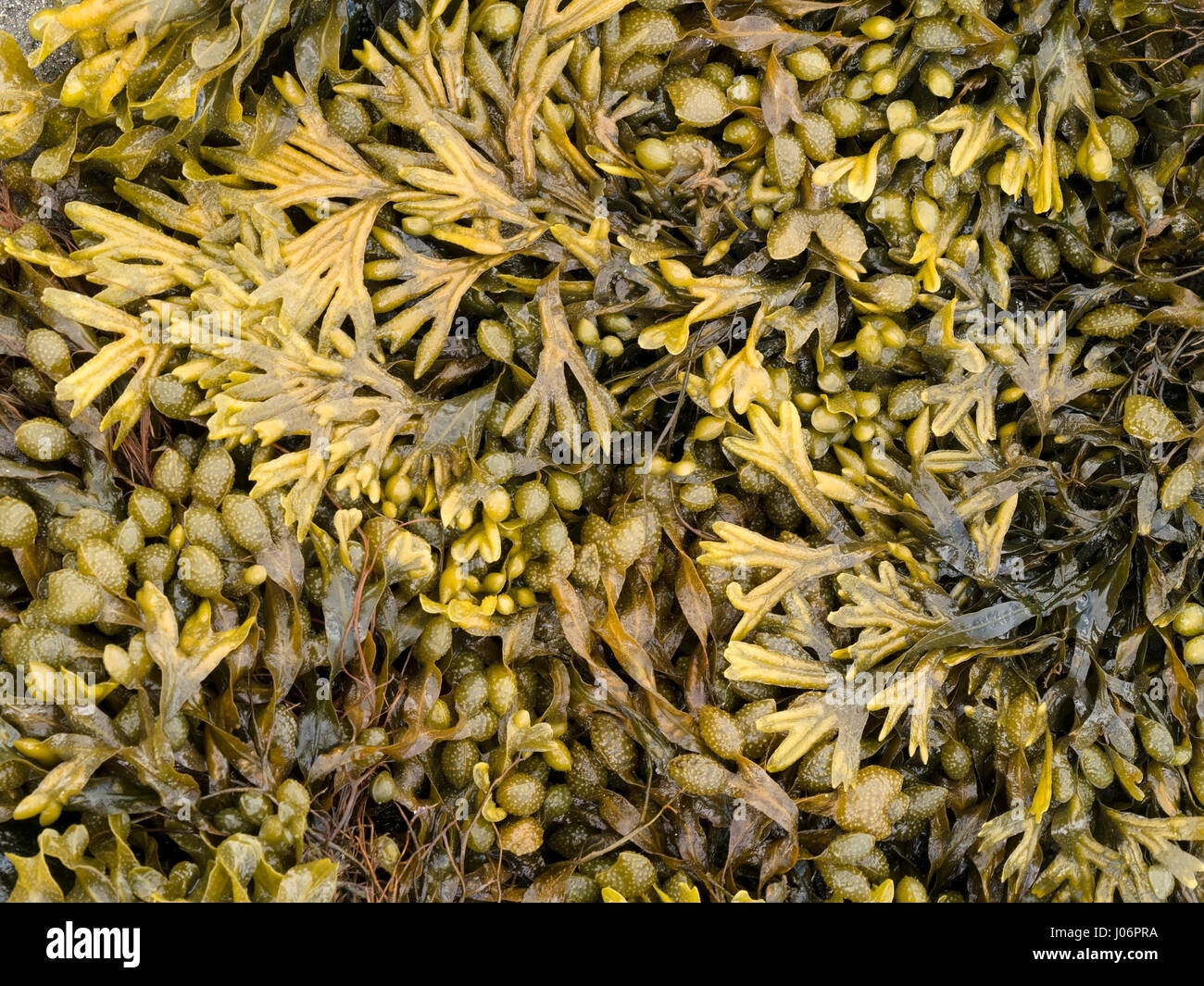 Fucus Spiralis