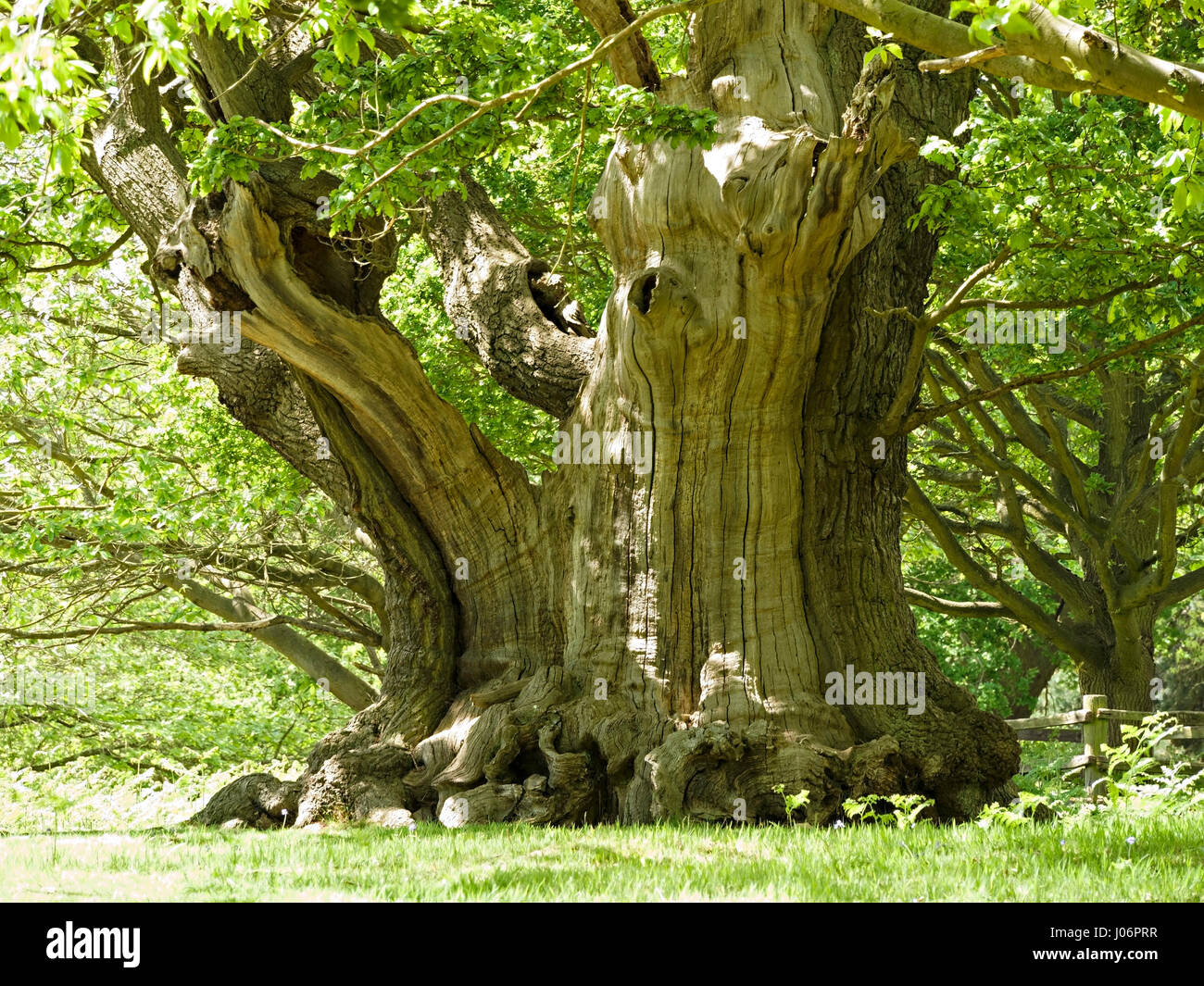 Mature spreading oak tree hi-res stock photography and images - Alamy