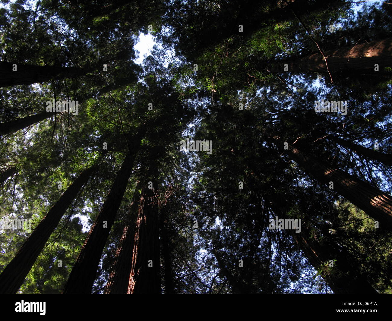Redwood Trees, Muir Woods, California Stock Photo - Alamy