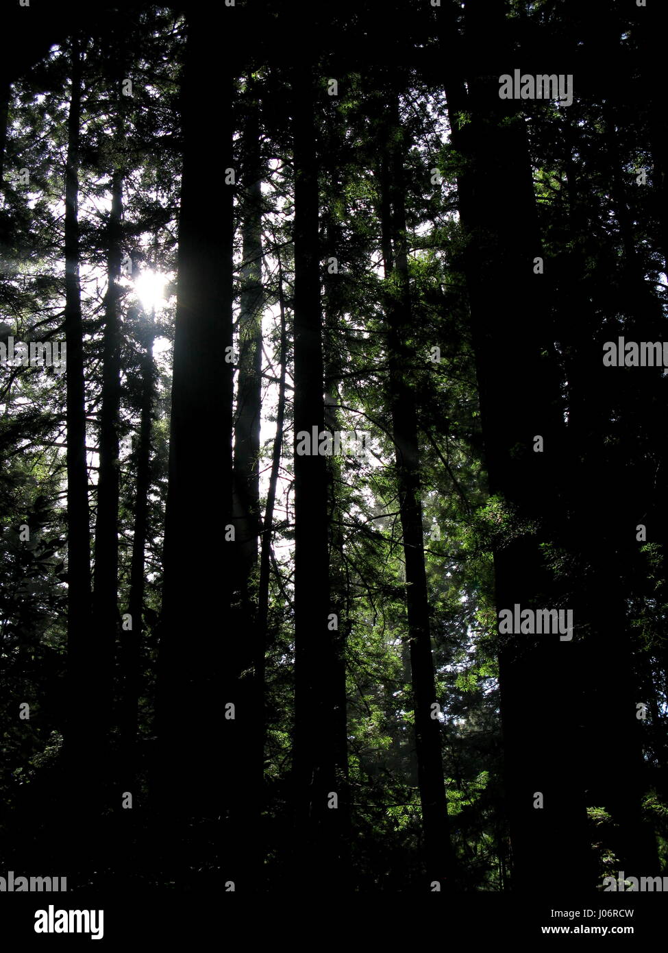 Redwood Trees, Muir Woods, California Stock Photo - Alamy
