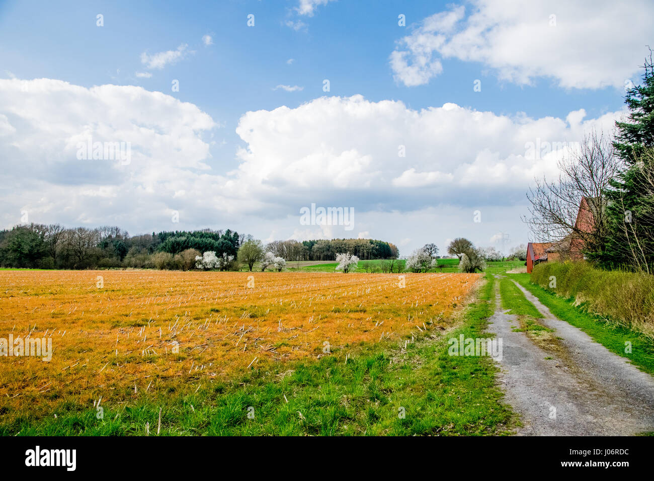 green and yellow field in europe Stock Photo - Alamy