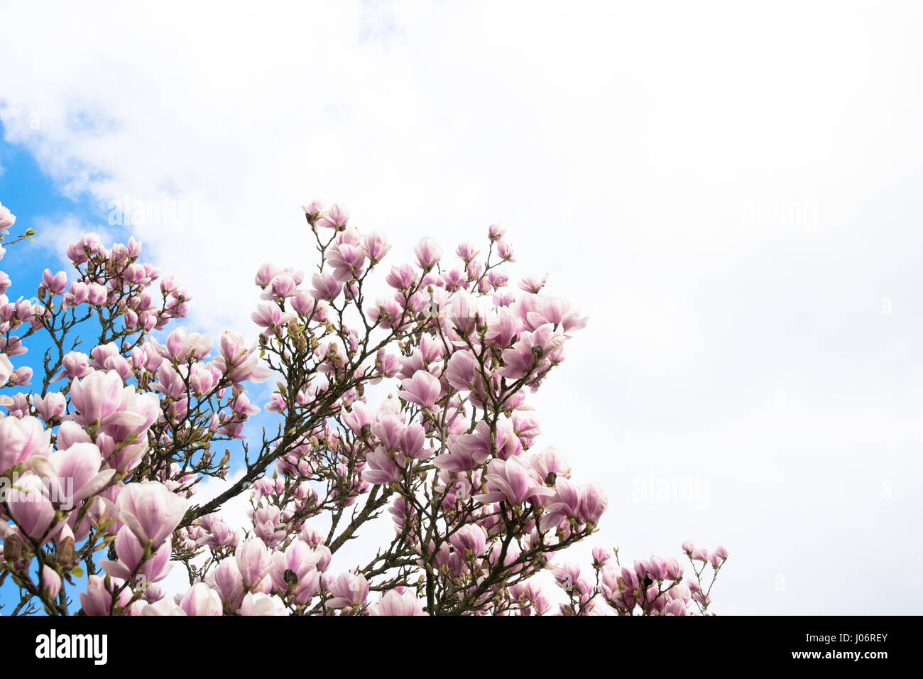 beautiful tree with flowers and background sky Stock Photo - Alamy