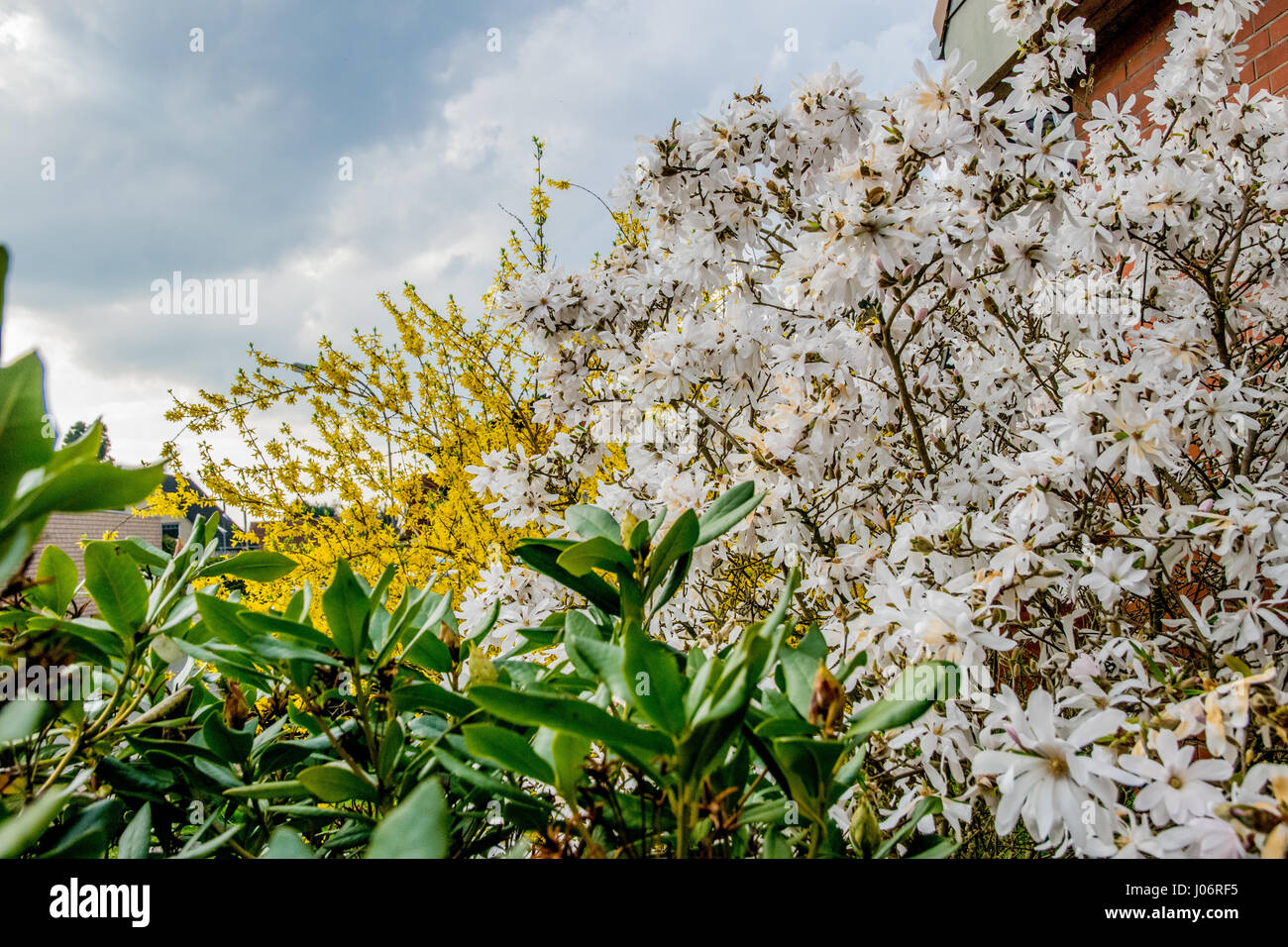 beautiful tree with flowers and background sky Stock Photo - Alamy