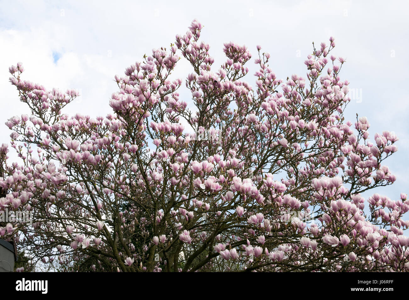 beautiful tree with flowers and background sky Stock Photo - Alamy