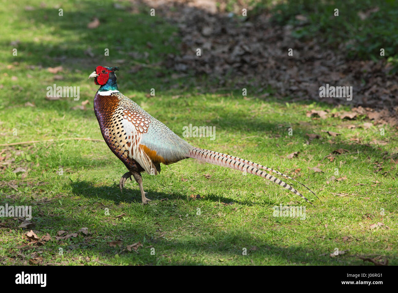 Common Pheasant (Phasianus colchicus). Cock or male bird in full ...