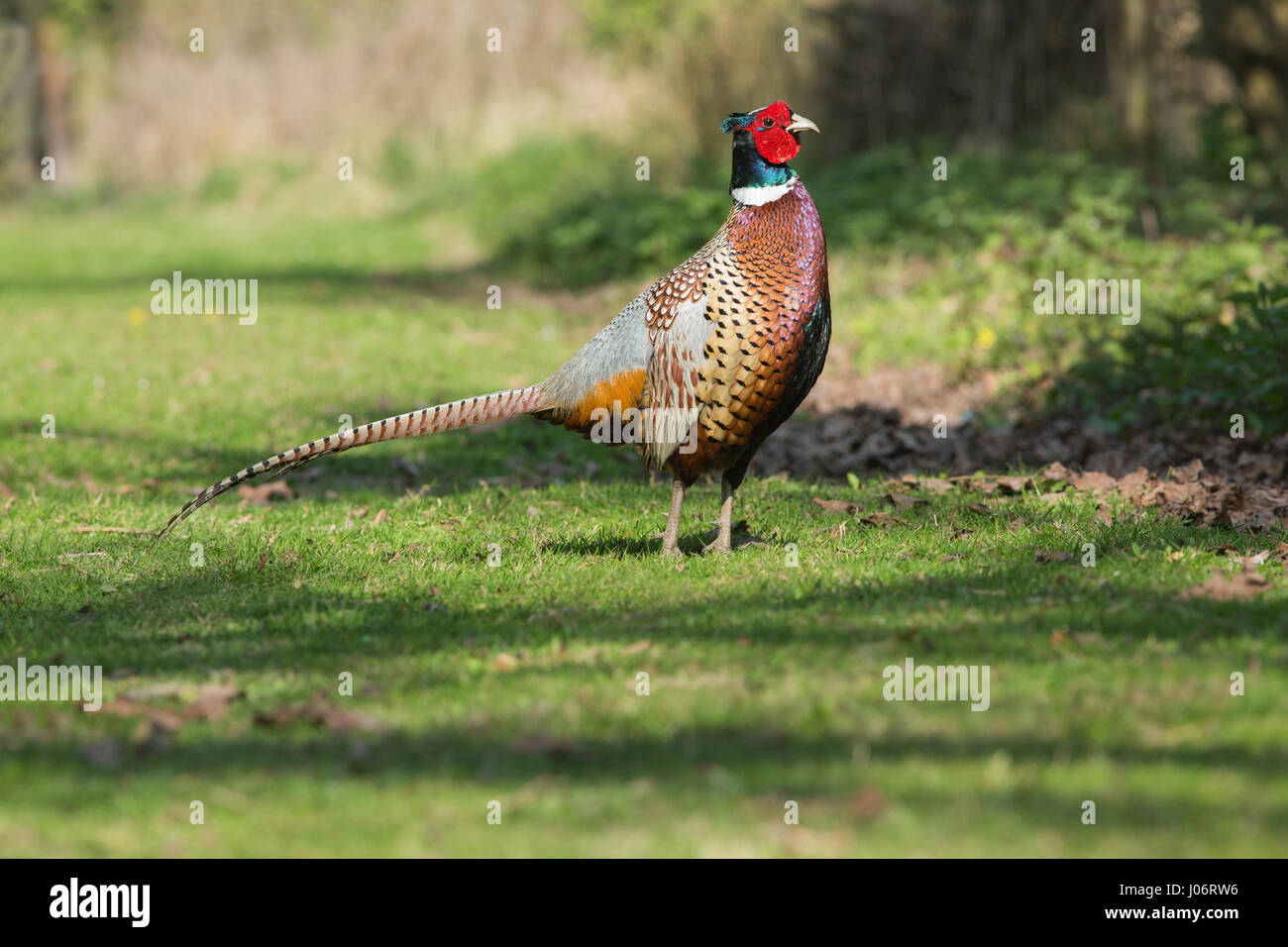 Common Pheasant (Phasianus colchicus). Cock or male bird in full breeding plumage. Emerging from ...