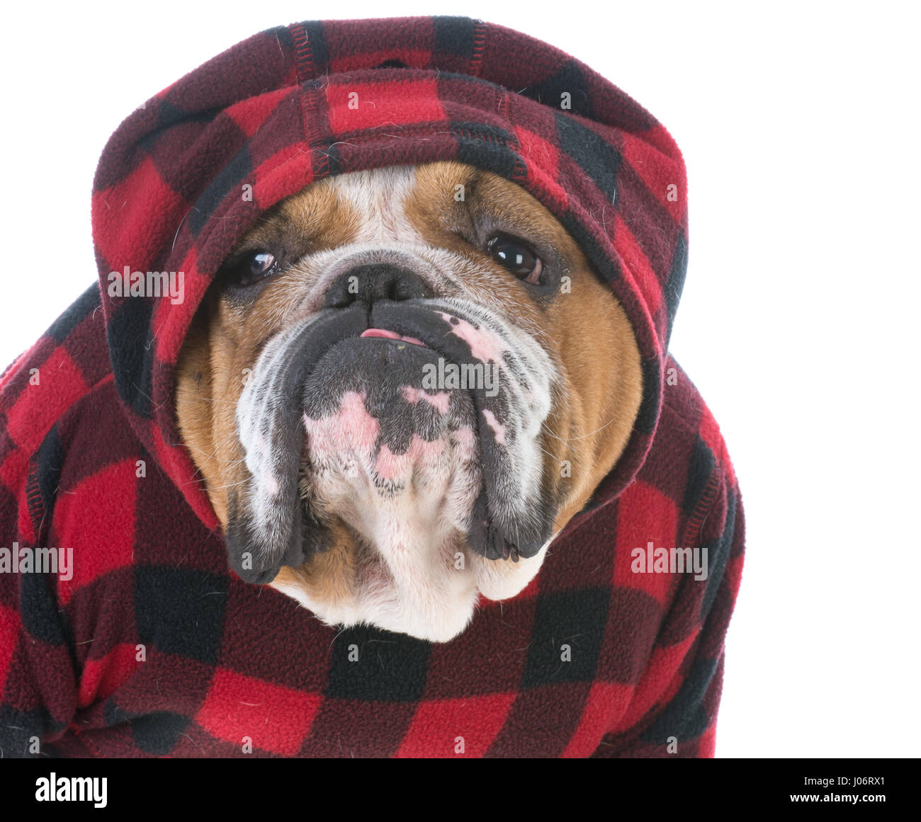 male english bulldog on white background Stock Photo - Alamy