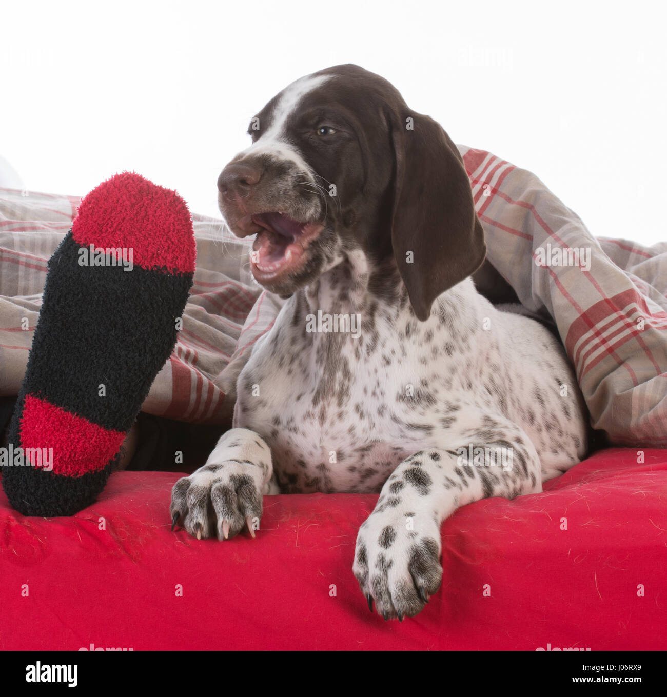 dog sleeping in bed with owner Stock Photo - Alamy