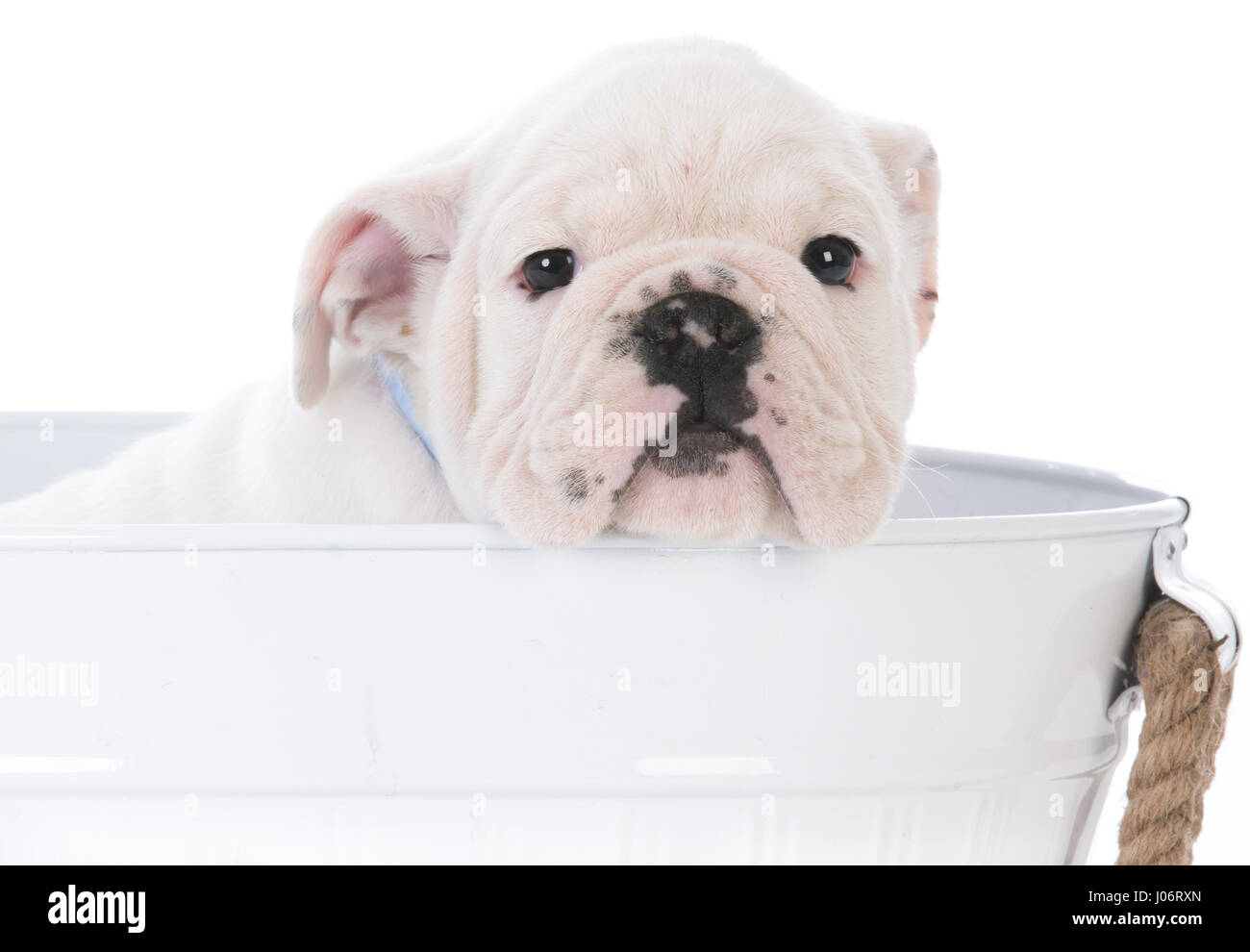 adorable bulldog puppy in a white wash basin Stock Photo - Alamy