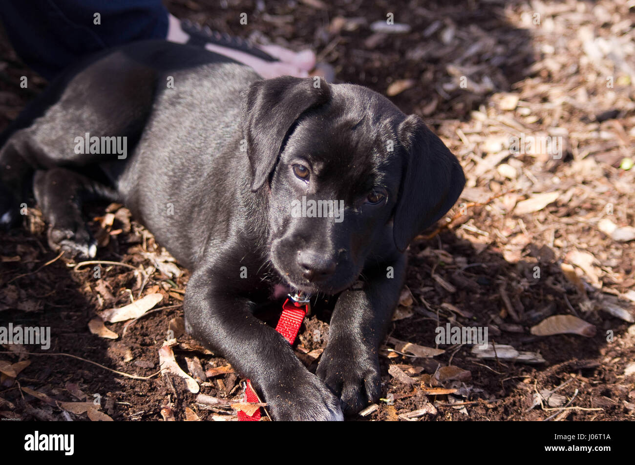 Black lab cute hi-res stock photography and images - Alamy