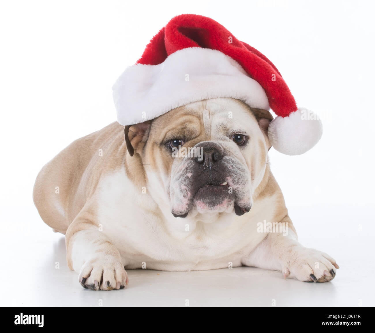 bulldog wearing santa hat with sweet expression on white background ...