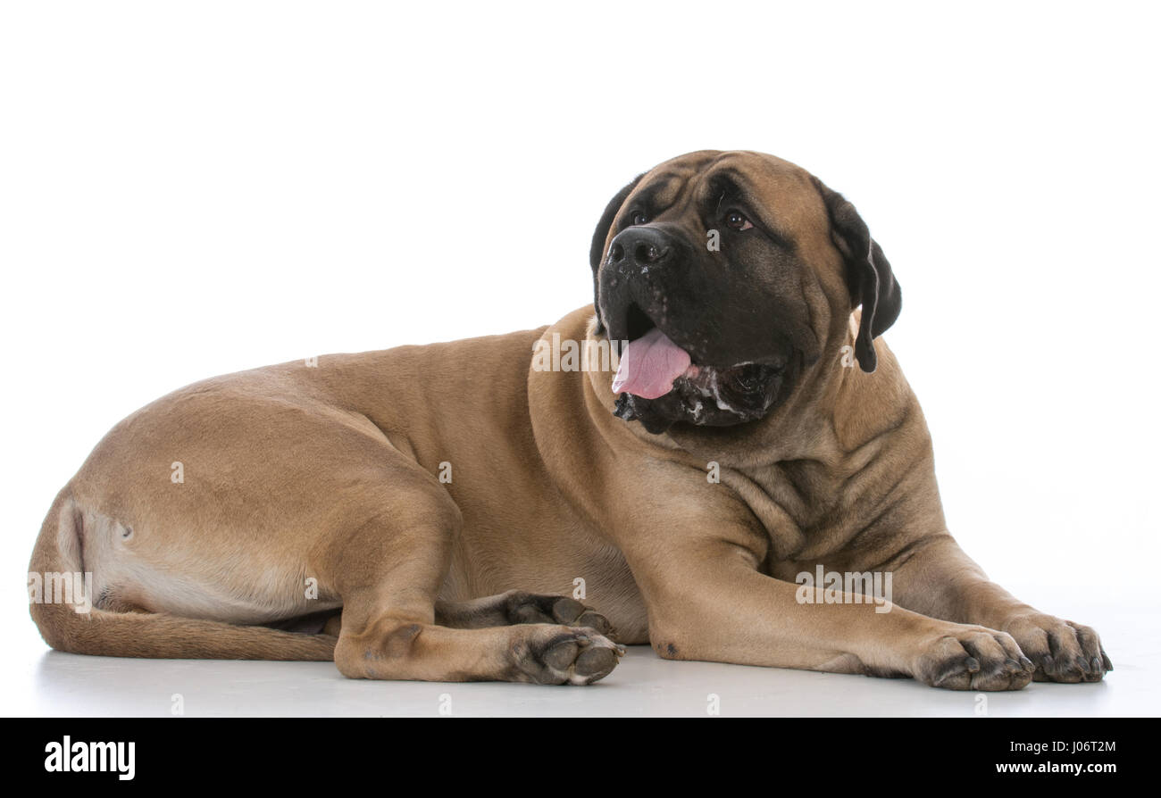 female mastiff laying down on white background Stock Photo - Alamy
