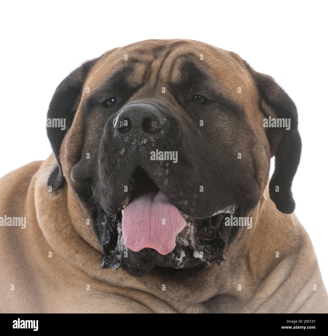 female mastiff head portrait on white background Stock Photo - Alamy