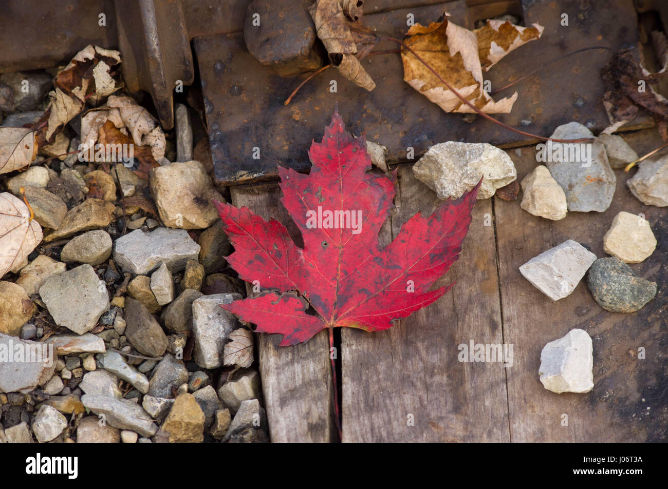 The maple leaf train hi-res stock photography and images - Alamy