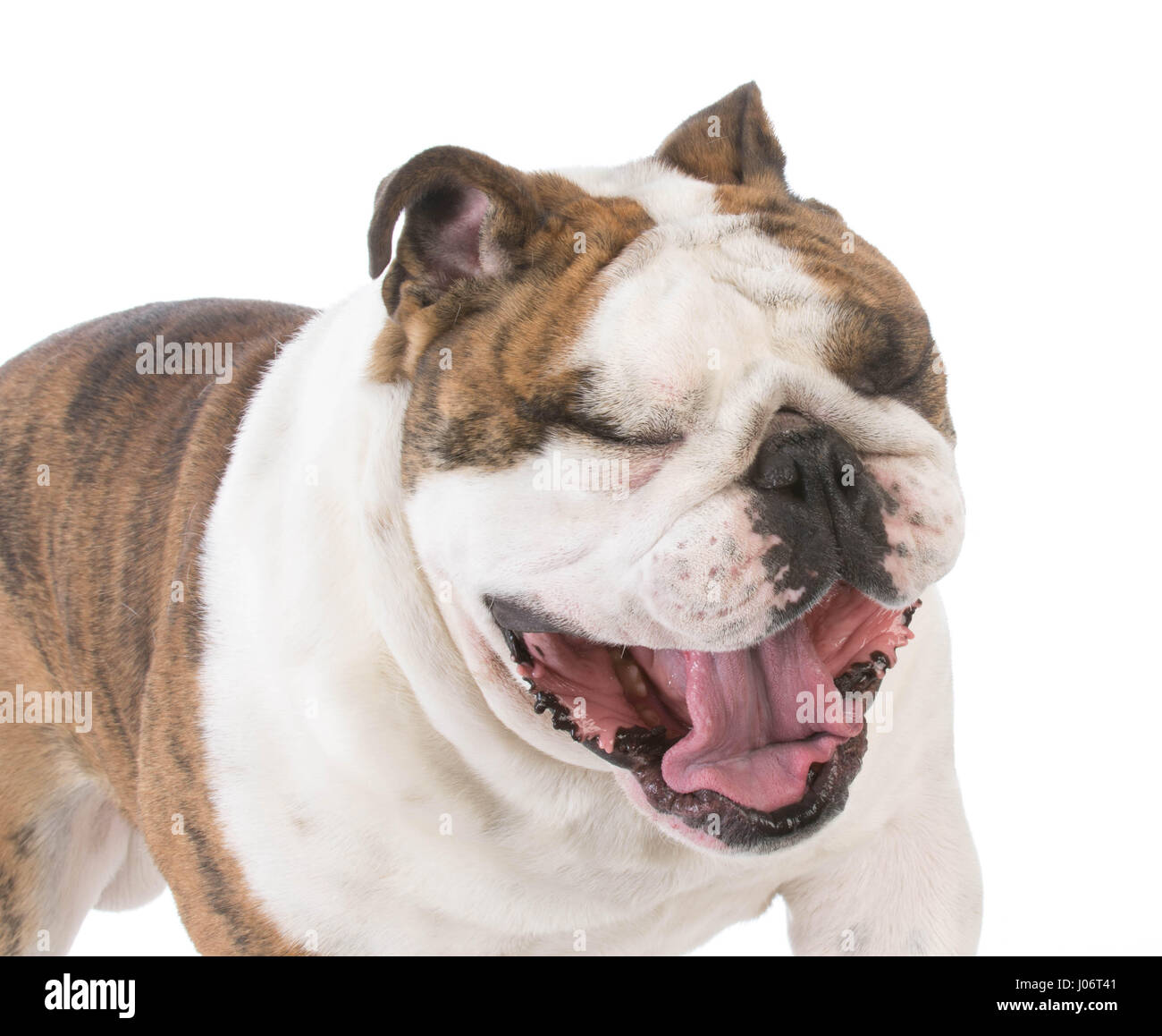 Puppy open mouth teeth yawn hi-res stock photography and images - Alamy