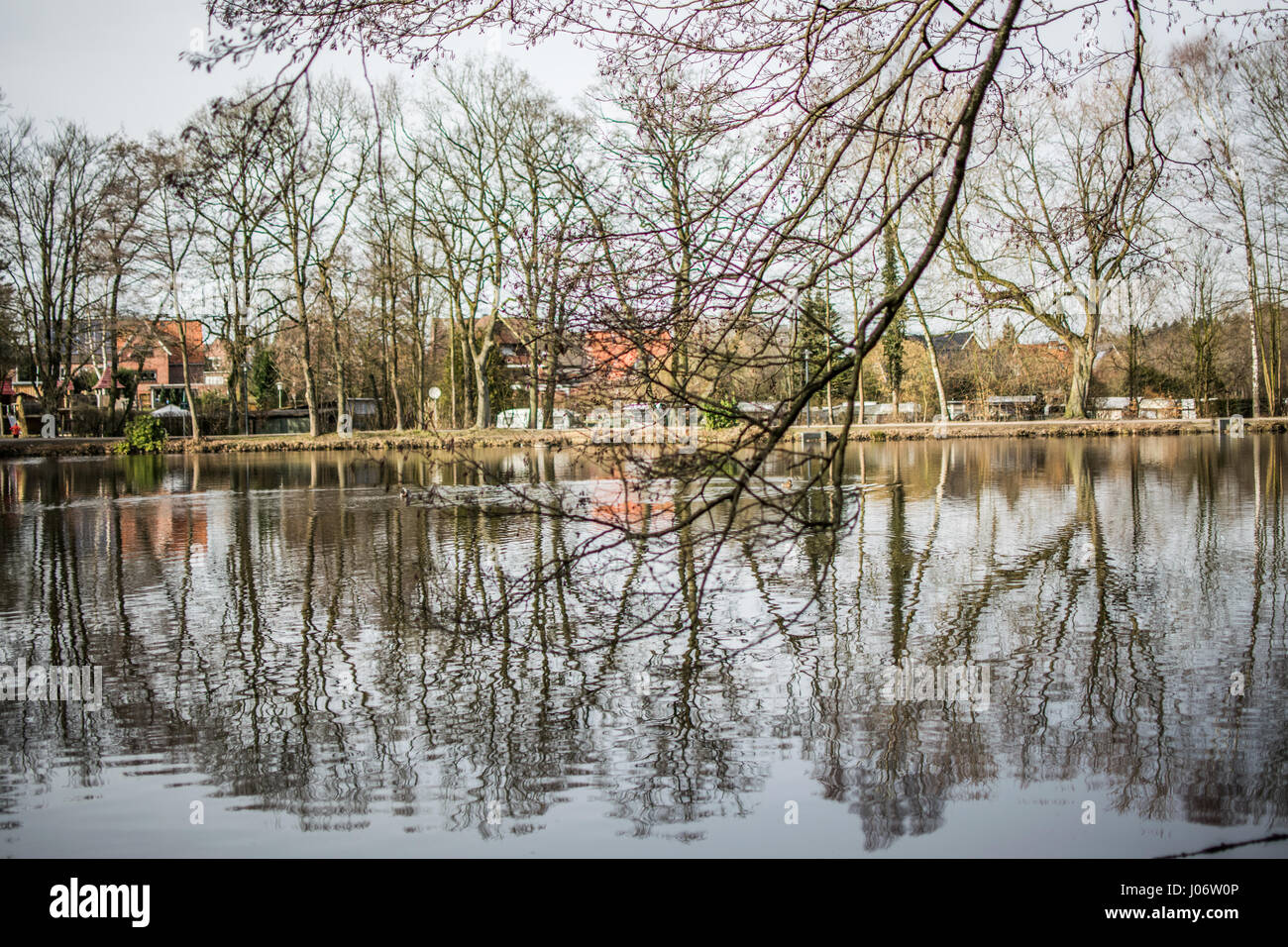 Tree in alpha channel hi-res stock photography and images - Alamy