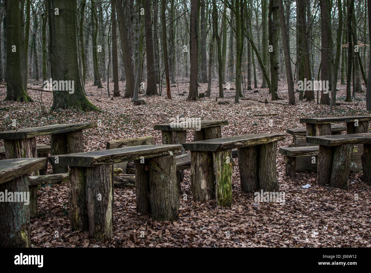 Tree in alpha channel hi-res stock photography and images - Alamy