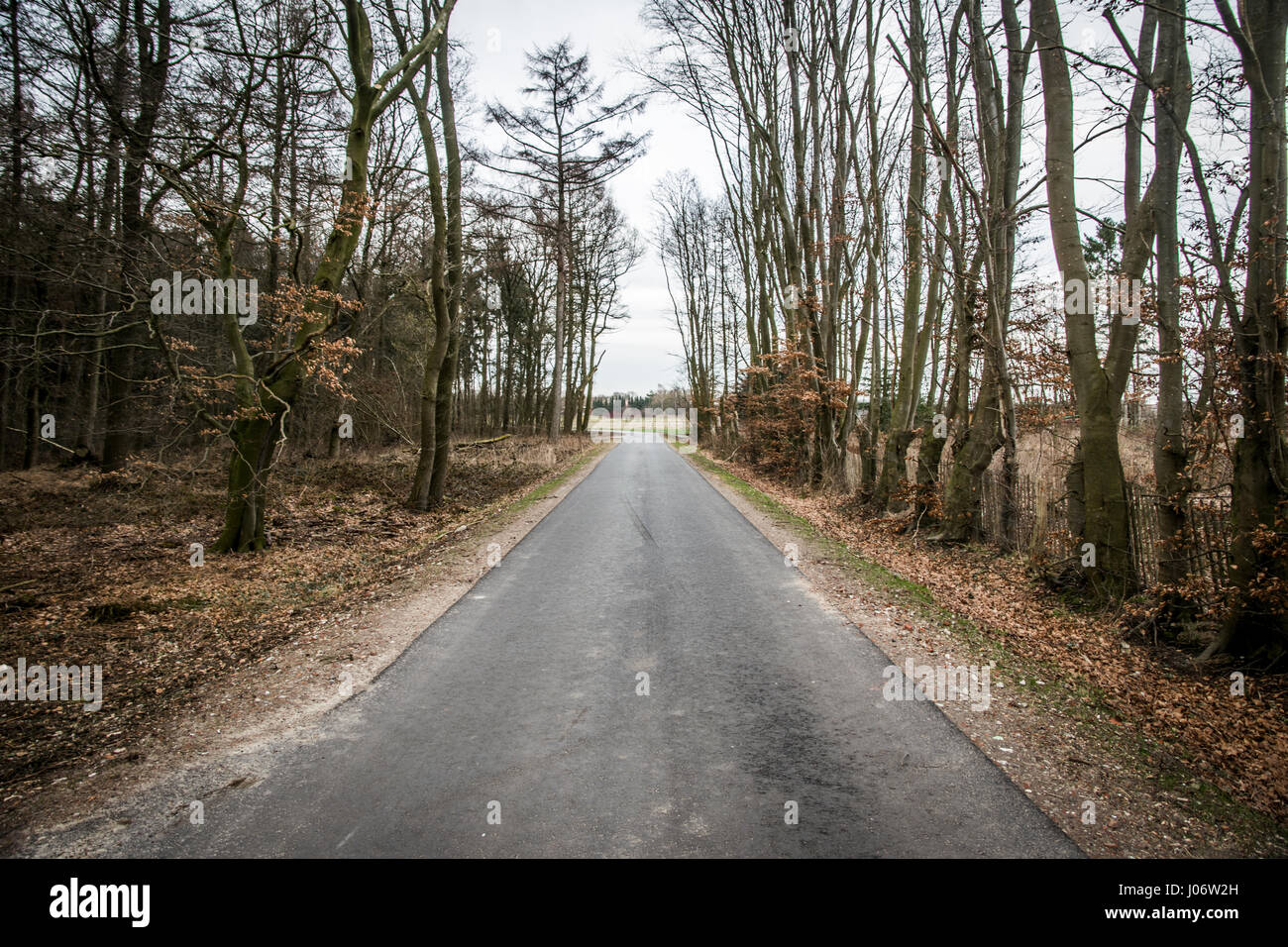 long road in the forest Stock Photo - Alamy