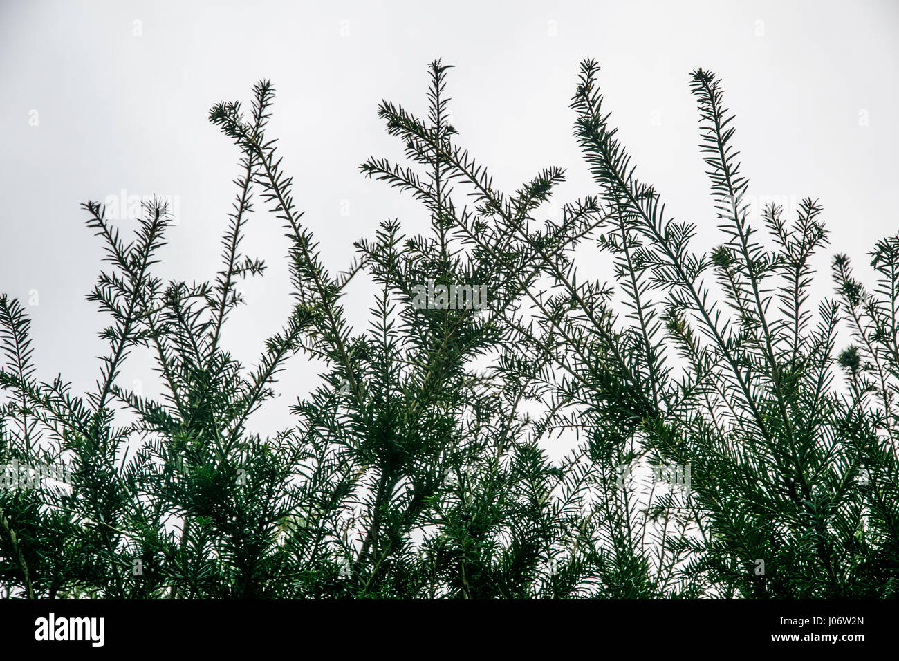 Plant bushes cut out hi-res stock photography and images - Alamy