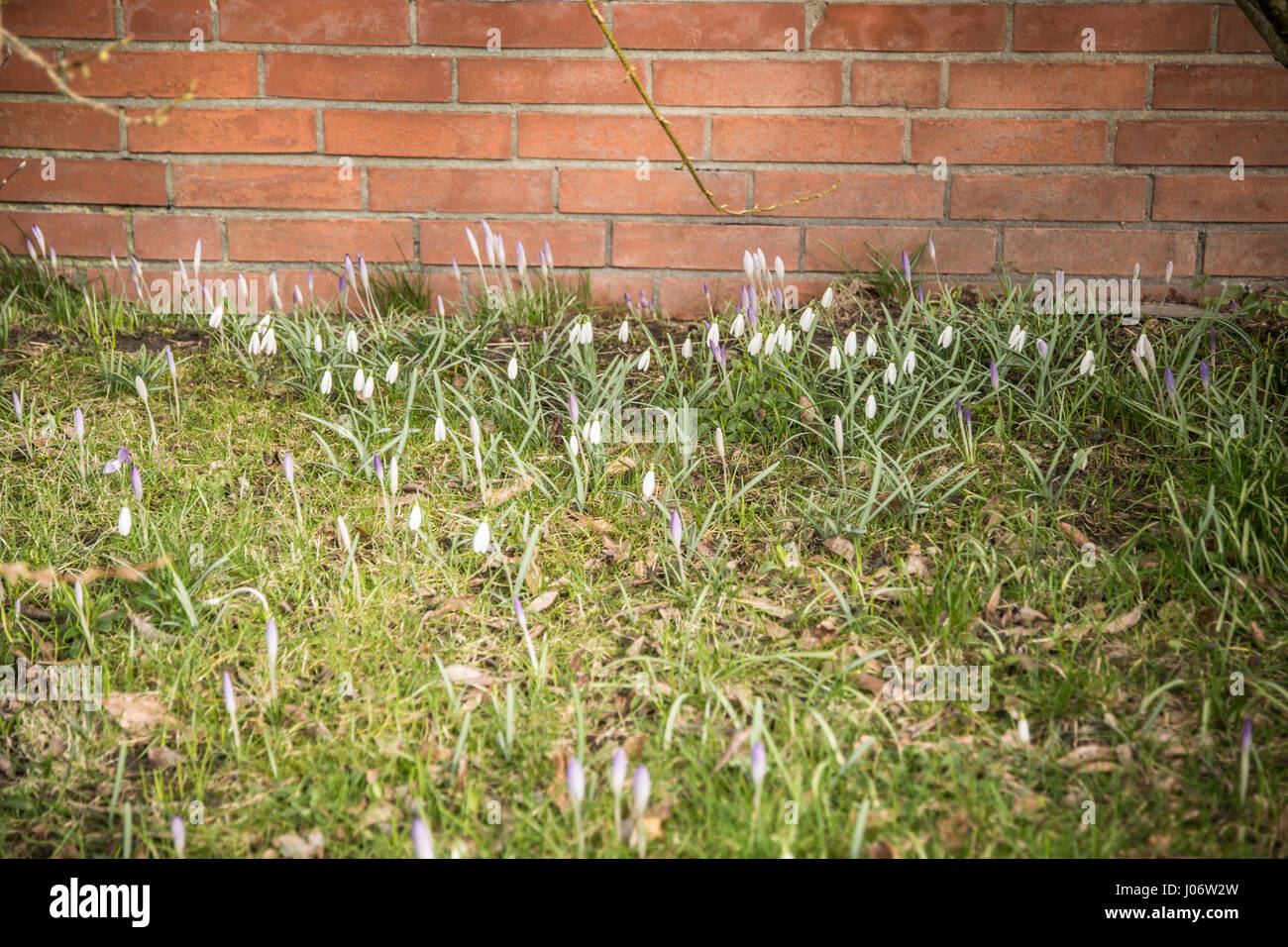 spring flowers with grass Stock Photo - Alamy