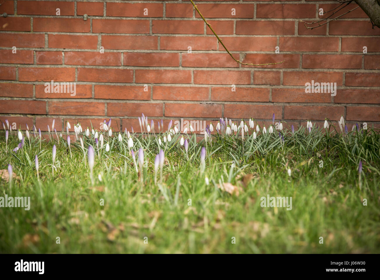spring flowers with grass Stock Photo - Alamy