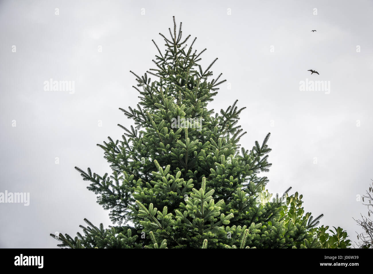 isolated tree with birds Stock Photo - Alamy
