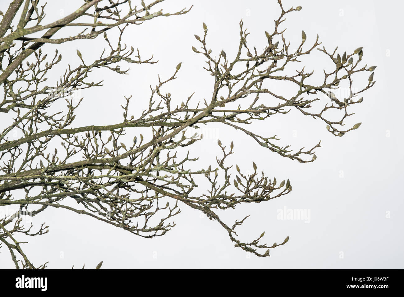 isolated tree branches on white Stock Photo - Alamy
