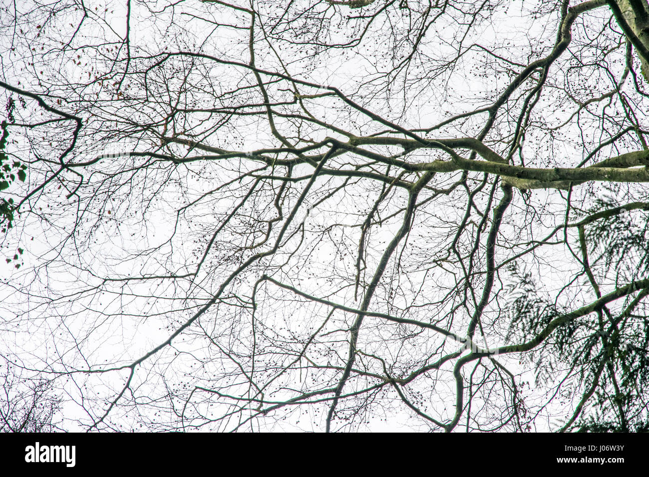 isolated tree branches on white Stock Photo - Alamy