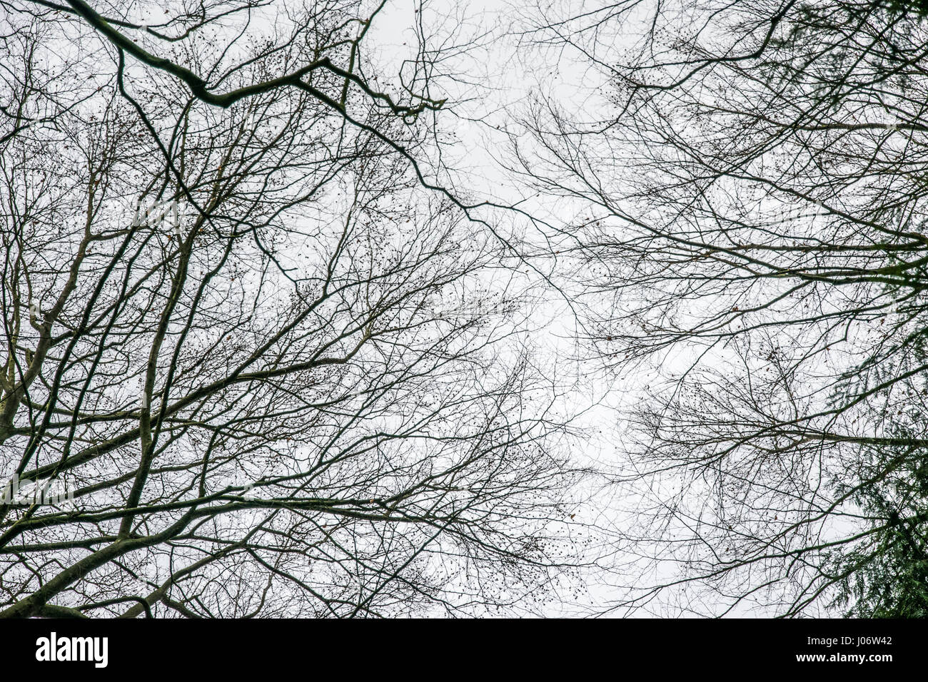 Isolated tree branches hi-res stock photography and images - Alamy