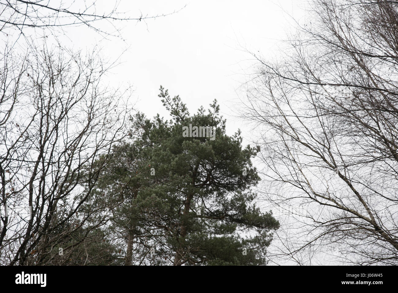 Isolated tree branches hi-res stock photography and images - Alamy