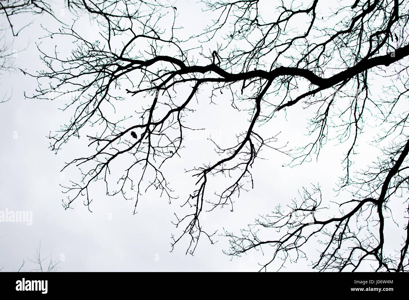 isolated tree branches on white Stock Photo - Alamy
