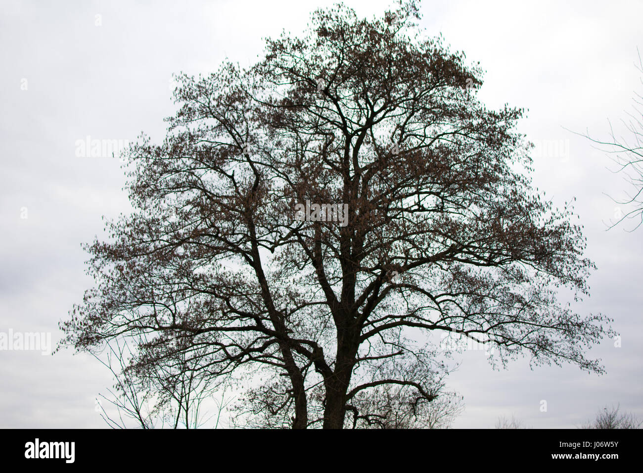 isolated tree branches on white Stock Photo - Alamy