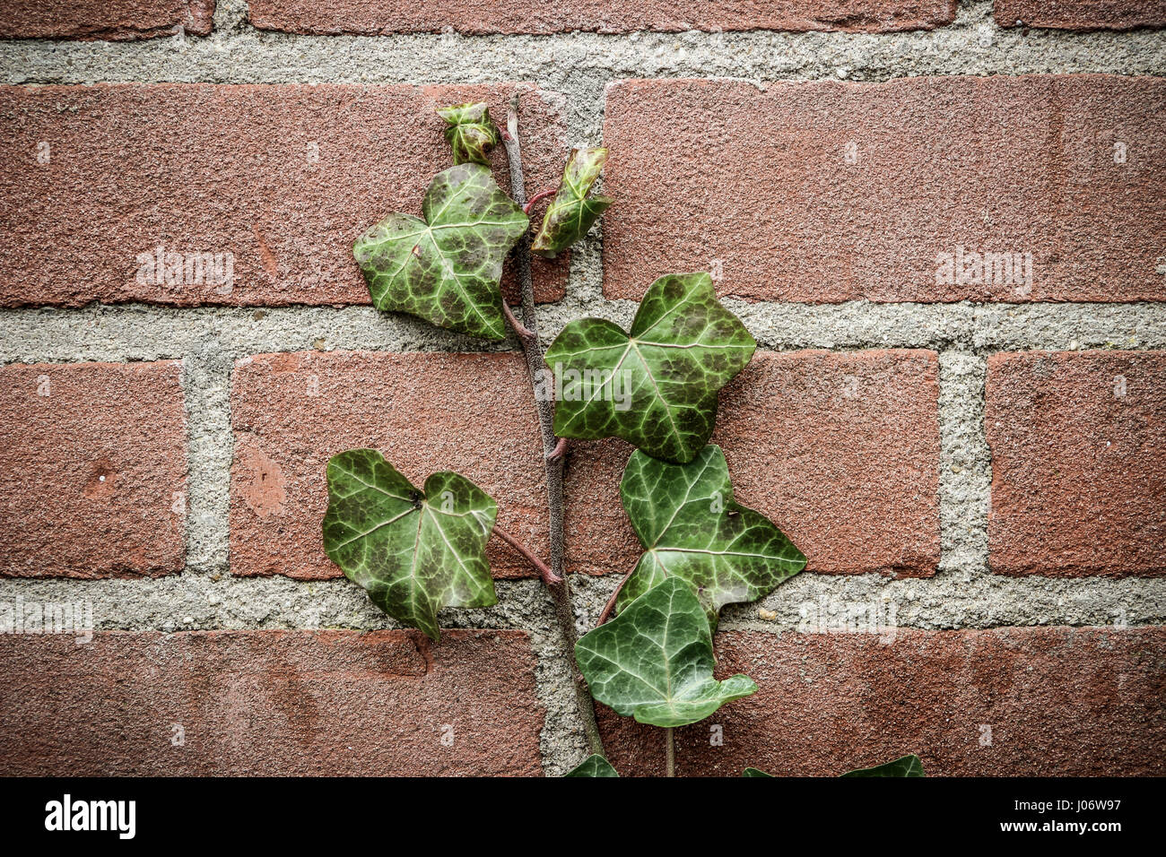 Ivy flower border hi-res stock photography and images - Alamy