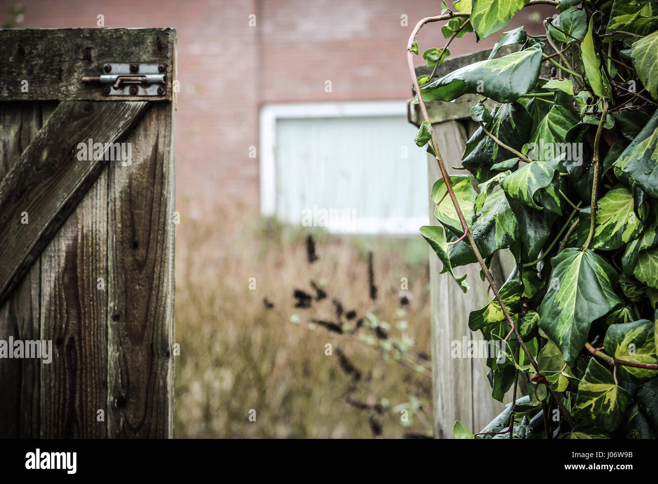 Spiky plant border hi-res stock photography and images - Alamy